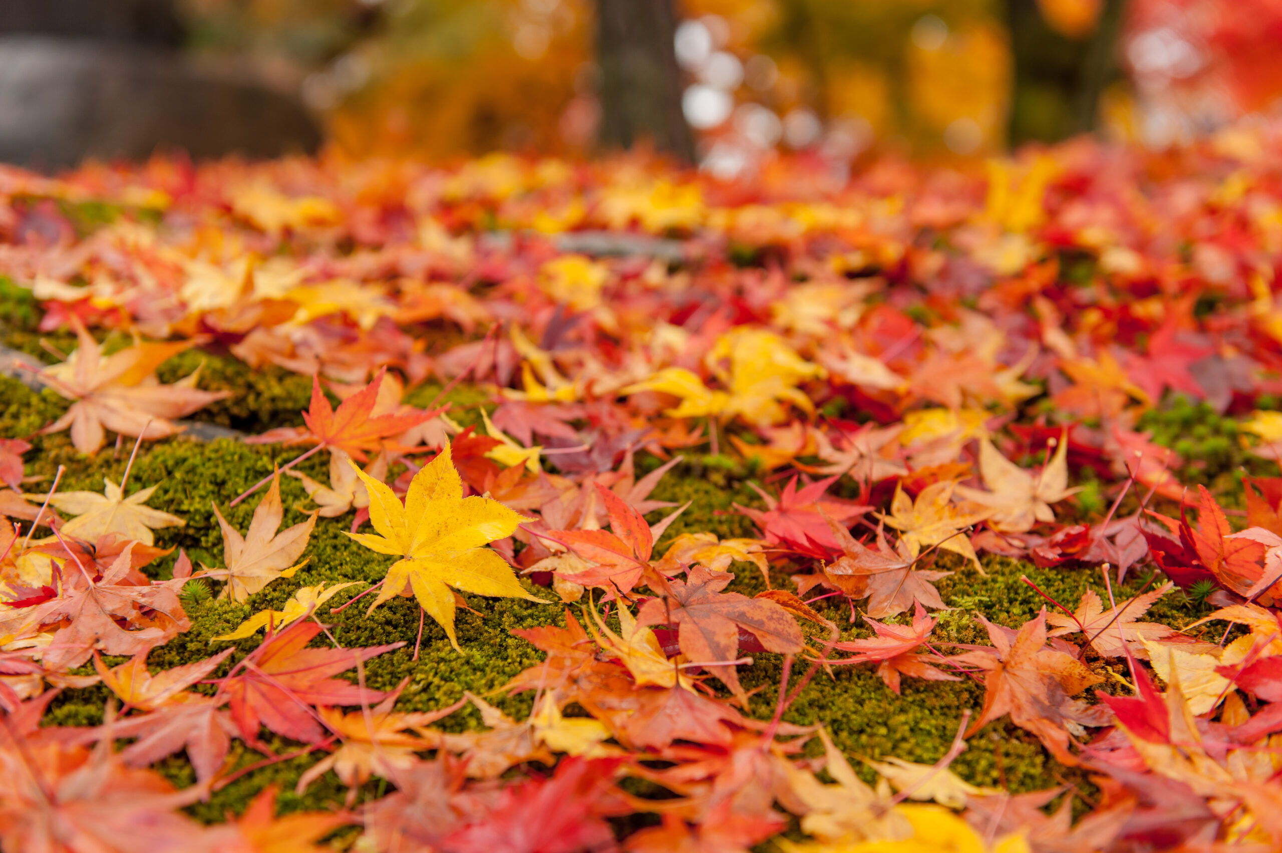 The Autumn Effect: How the change in seasons shapes shopper habits in ...